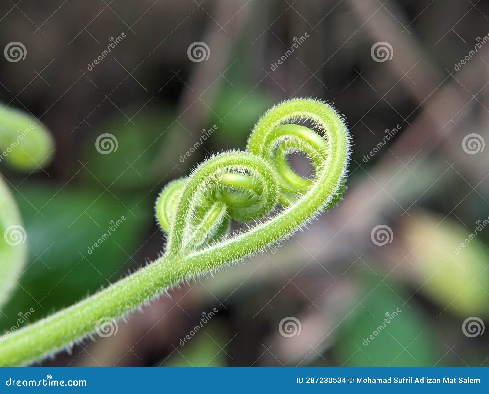 Close Up of a Twisted Green Plant. Stock Photo - Image of twisted ...