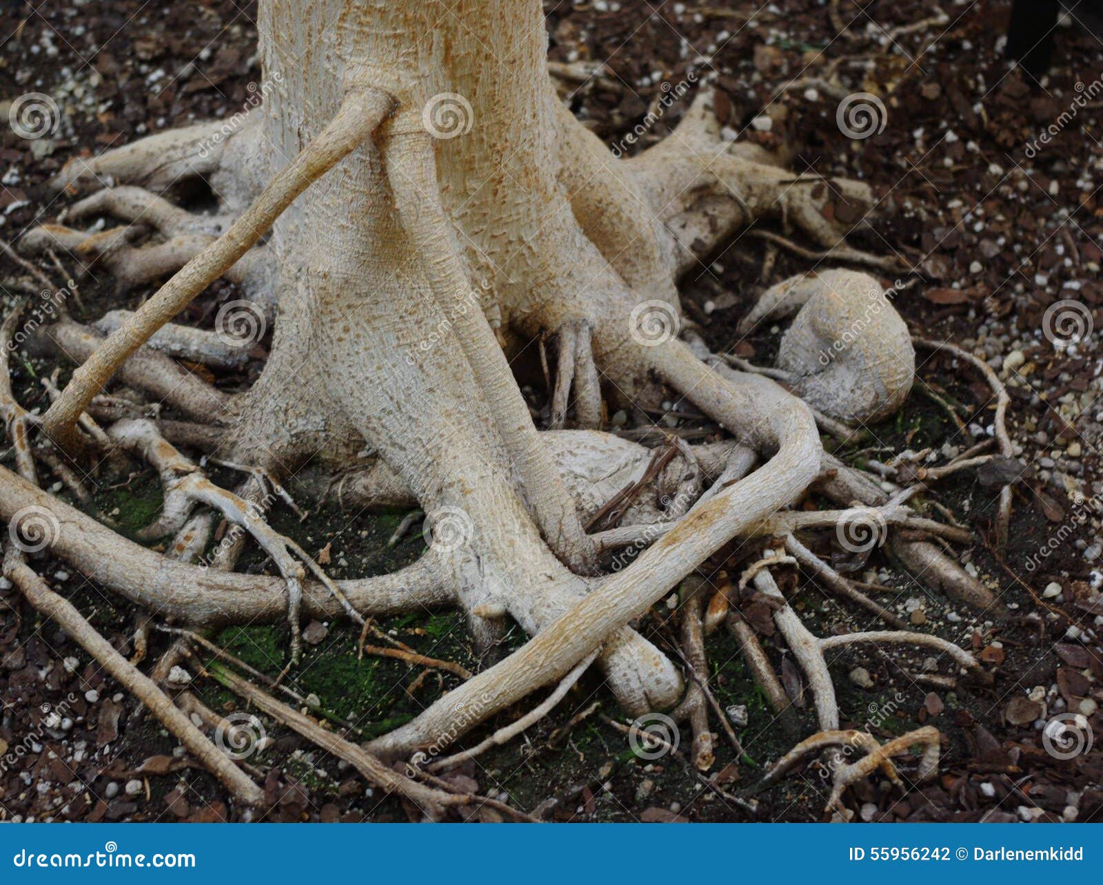 Close Up of Twisted Plant Roots Stock Photo - Image of roots, turned ...