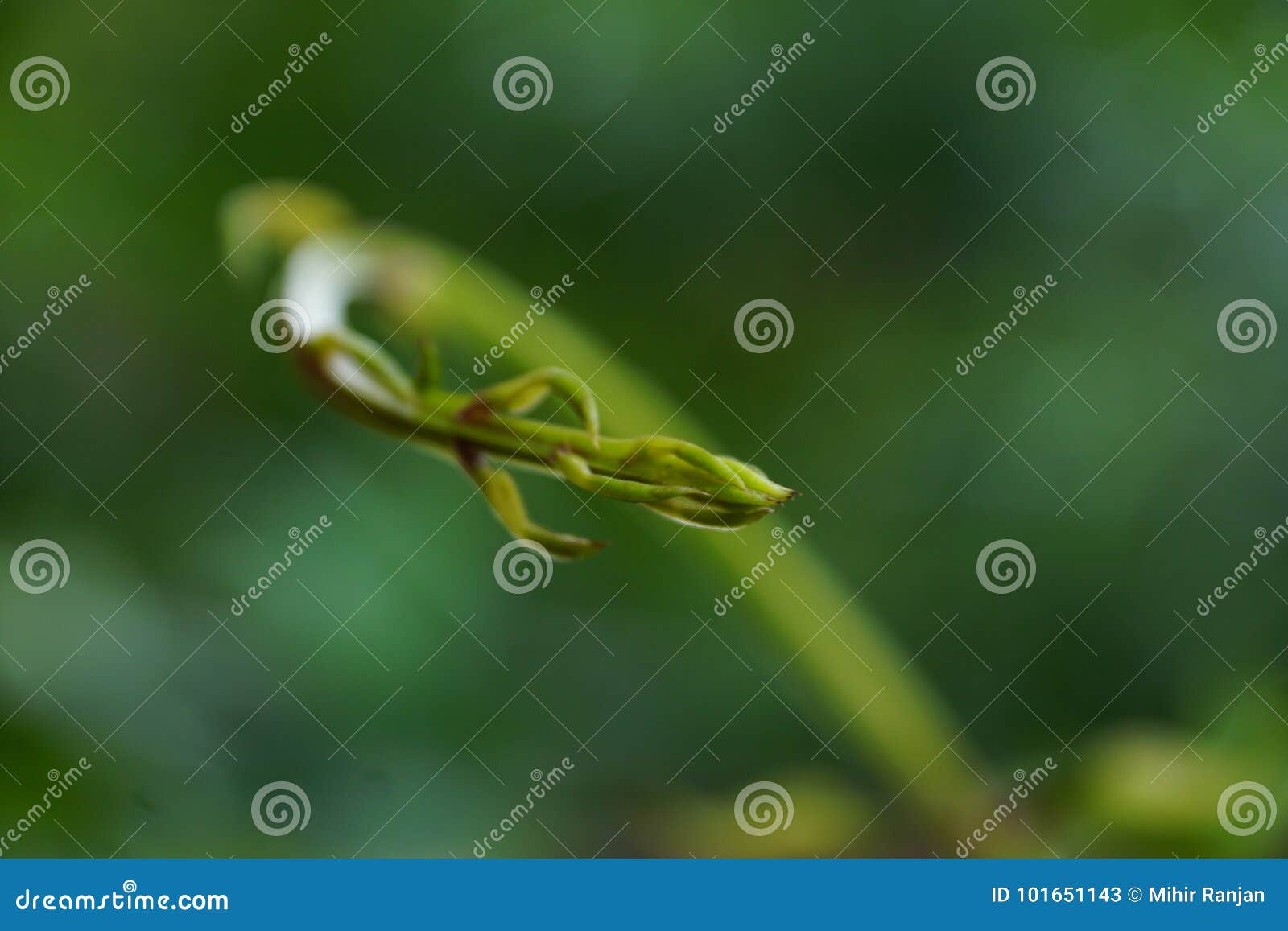 The Close-up of a Twisted Vine. Stock Image - Image of greenplant, vine ...