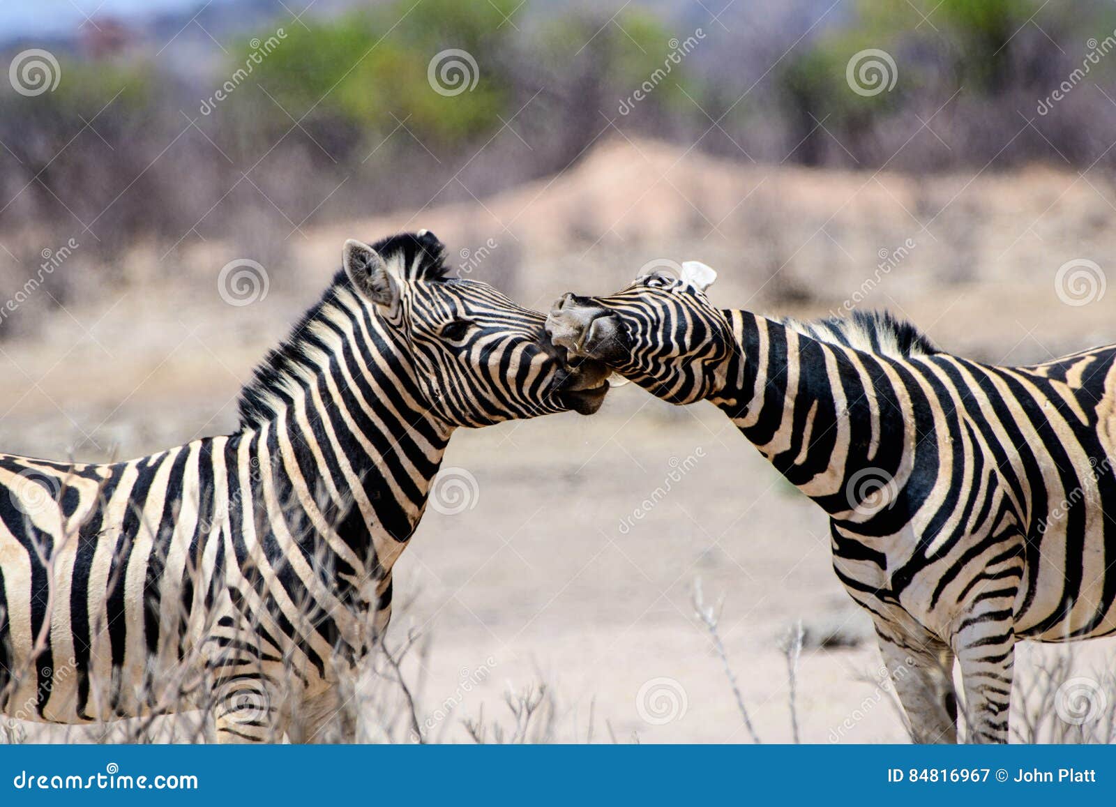 Close Up of Two Affectionate Zebra Stock Image - Image of animals ...
