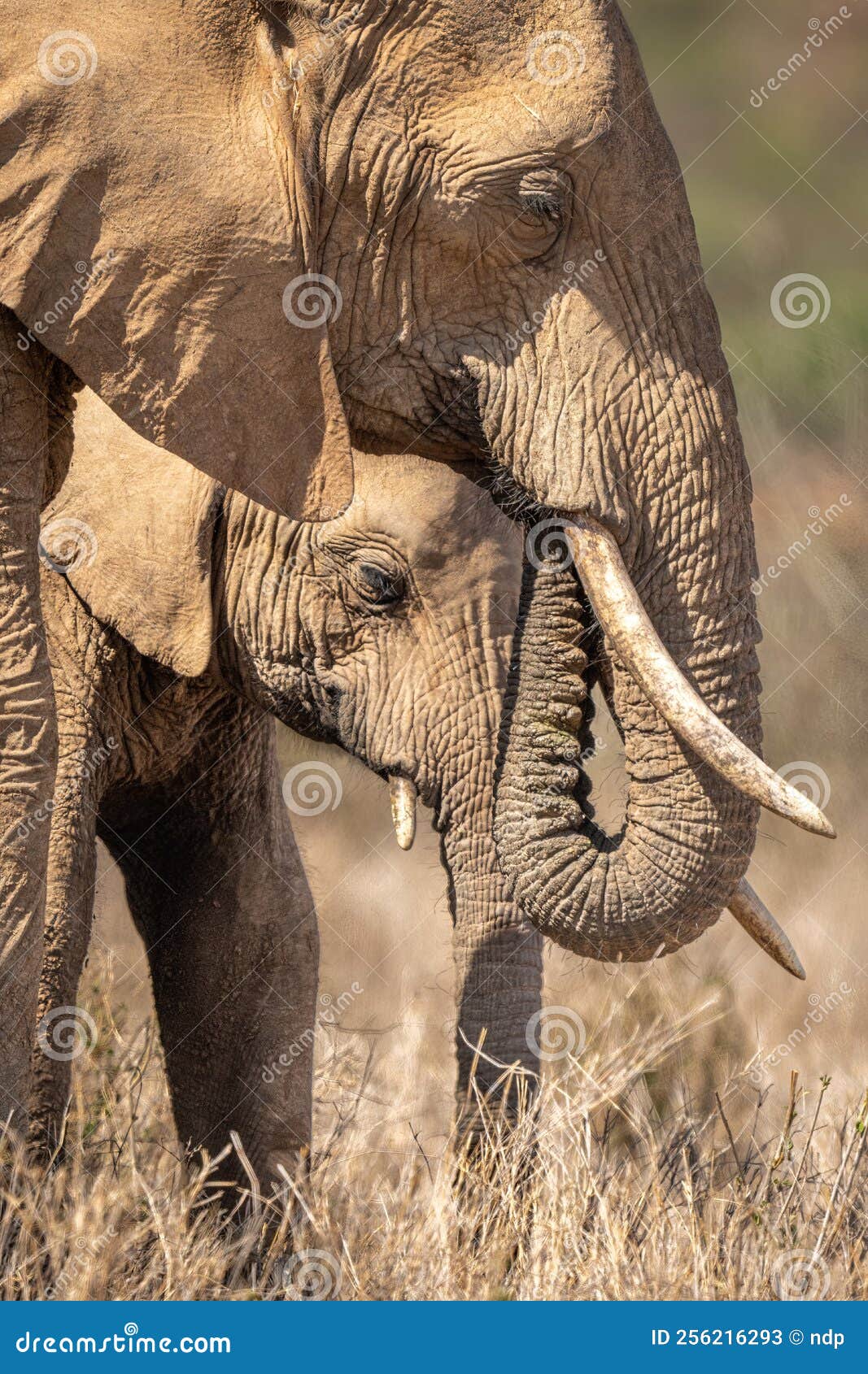 Close-up of Two African Bush Elephants Side-by-side Stock Image - Image ...