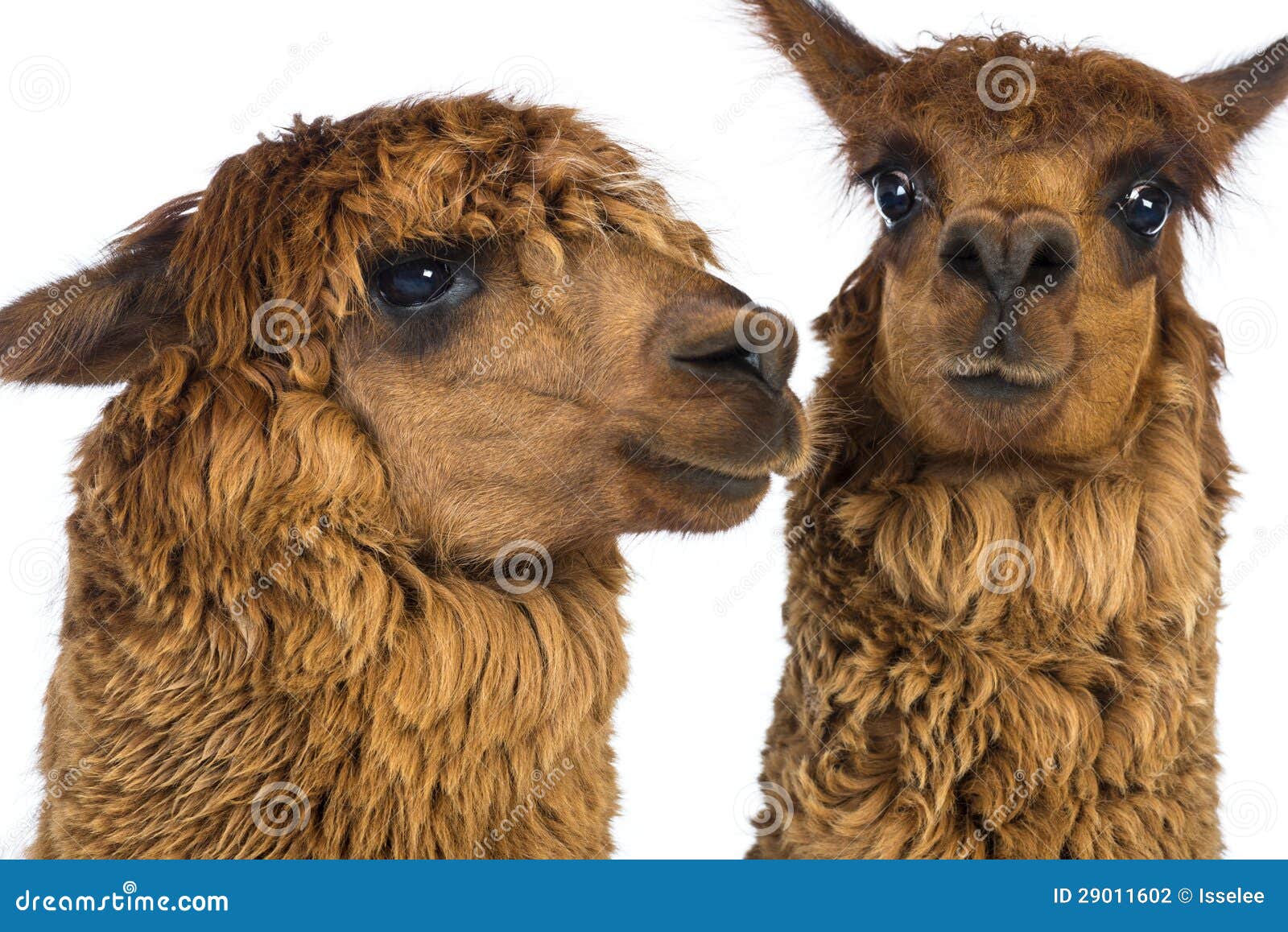 Close-up of Two Alpacas stock photo. Image of alpacas - 29011602