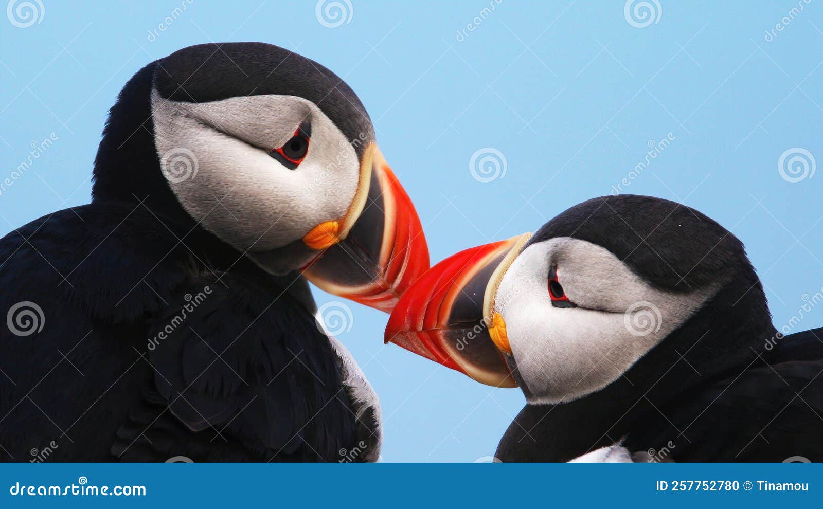 Close Up of Two Atlantic Puffins Stock Photo - Image of couple ...