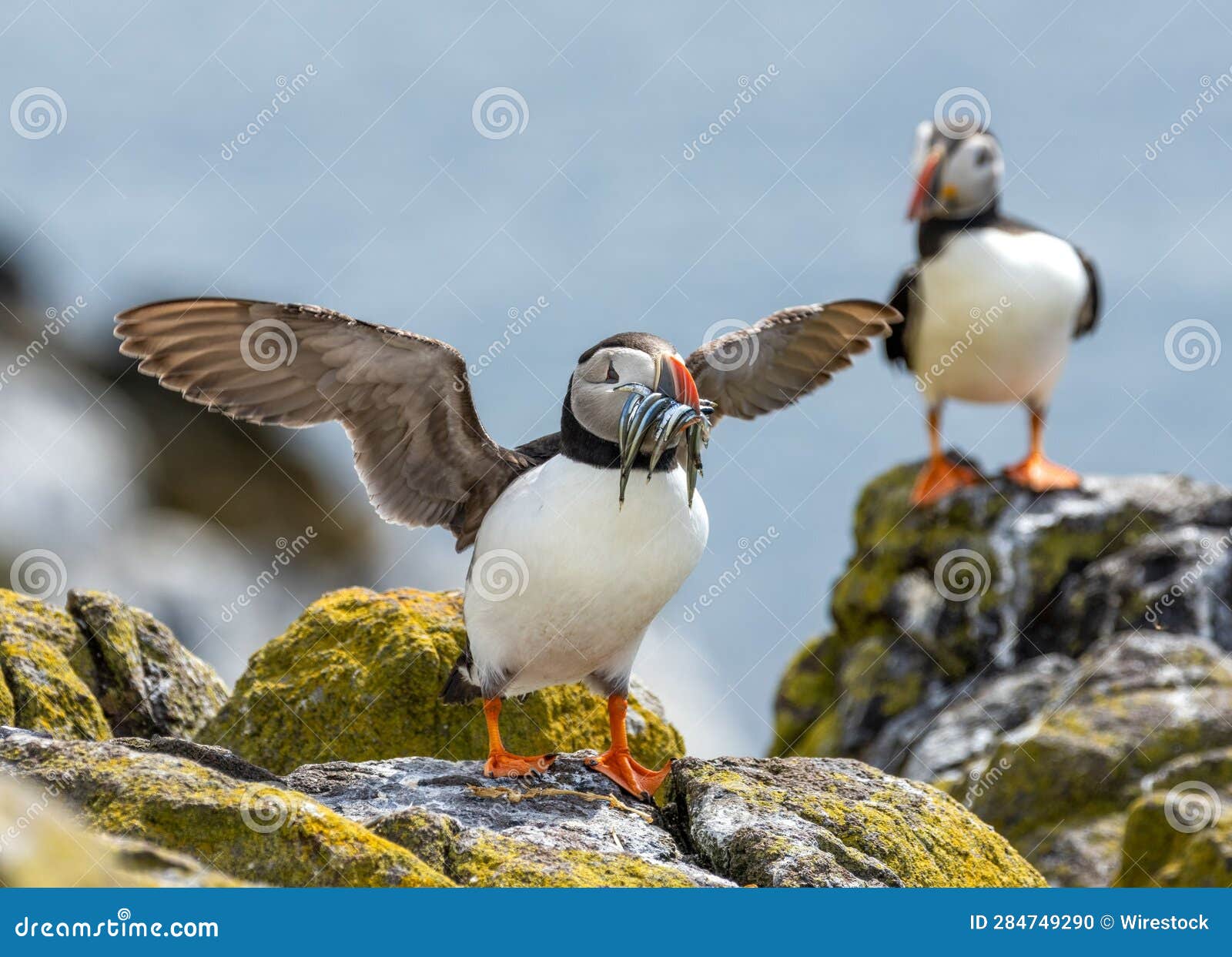 Close-up of Two Atlantic Puffins Perched on Rocks with Their Beaks Full ...