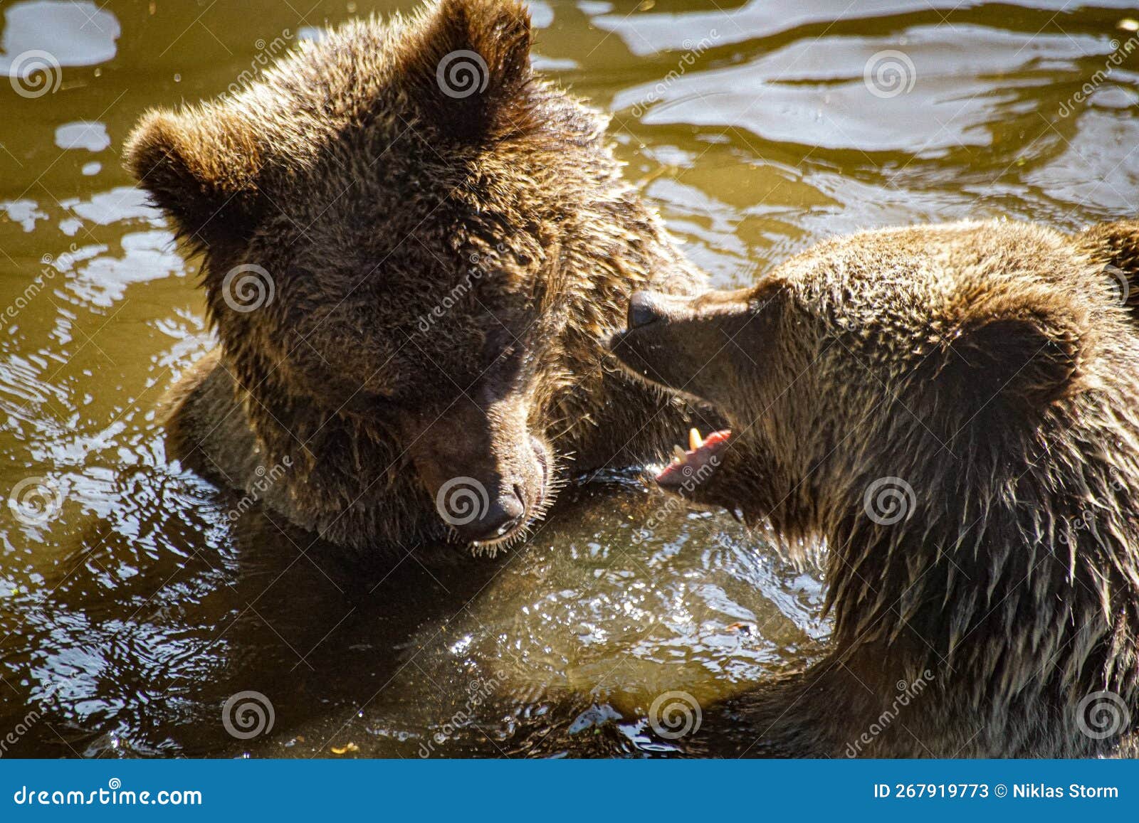 Close Up of Two Bears in Lake Stock Image - Image of brown, lake: 267919773