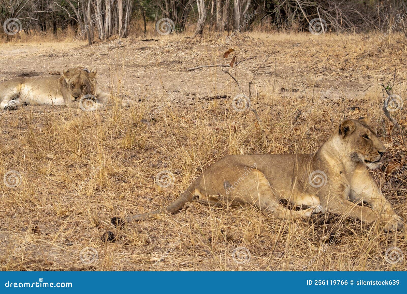 Close-up of Two Beautiful Lionesses Resting after Hunting Stock Photo ...
