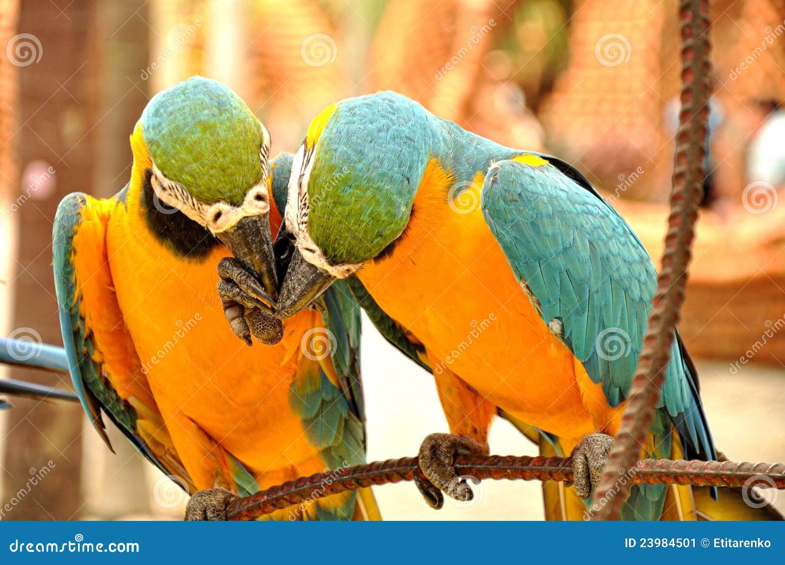 Close Up of Two Beautiful Macaws Stock Image - Image of climate, color ...