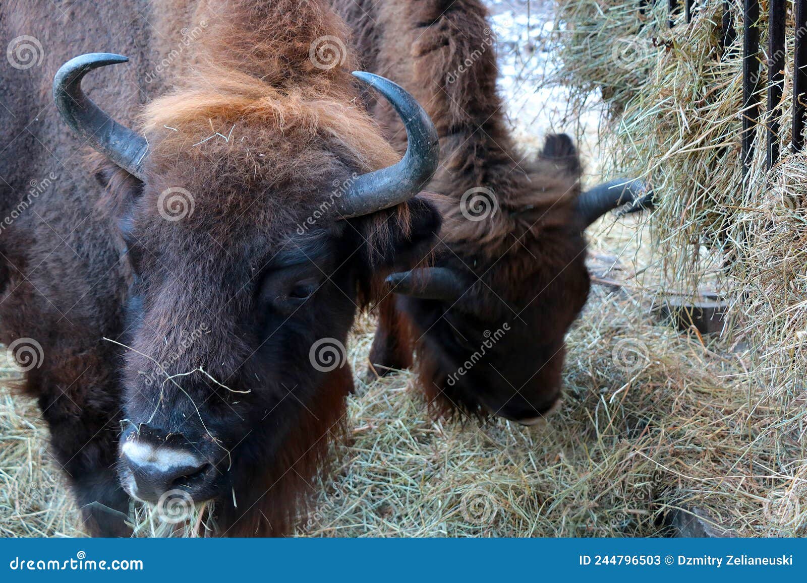 Close-up of Two Bison Eating Hay. Stock Image - Image of pasture, bull ...