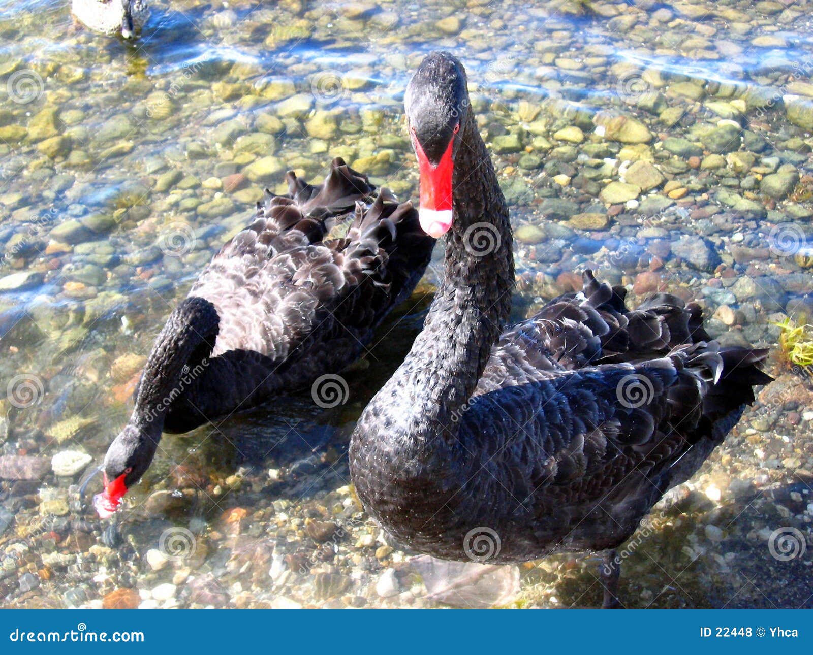 Close Up of Two Black Geese Stock Photo - Image of stony, plumage: 22448