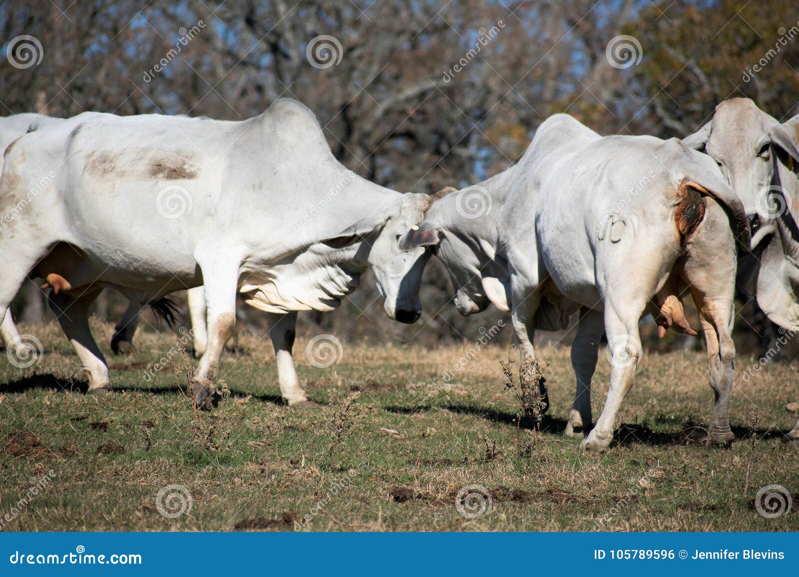 Two Brahma Cows stock photo. Image of countryside, beef - 105789596