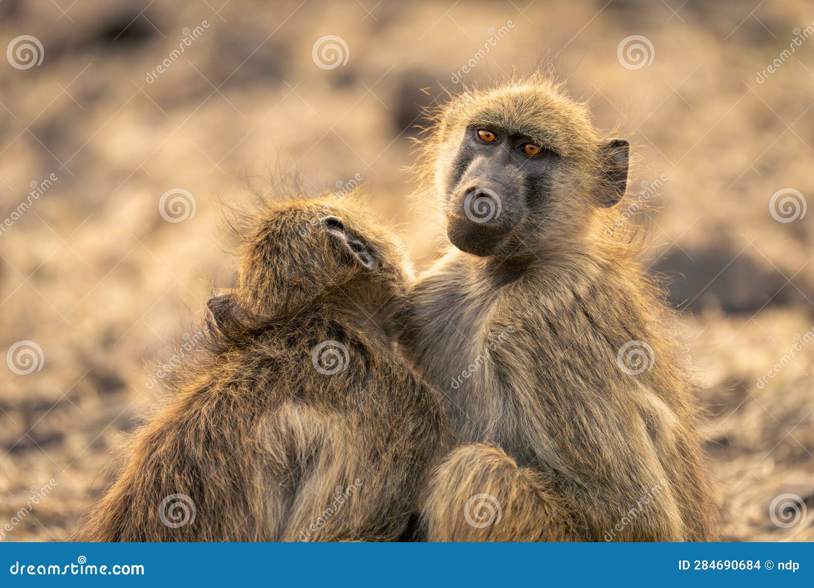 Close-up of Two Chacma Baboons Sitting Together Stock Photo - Image of ...