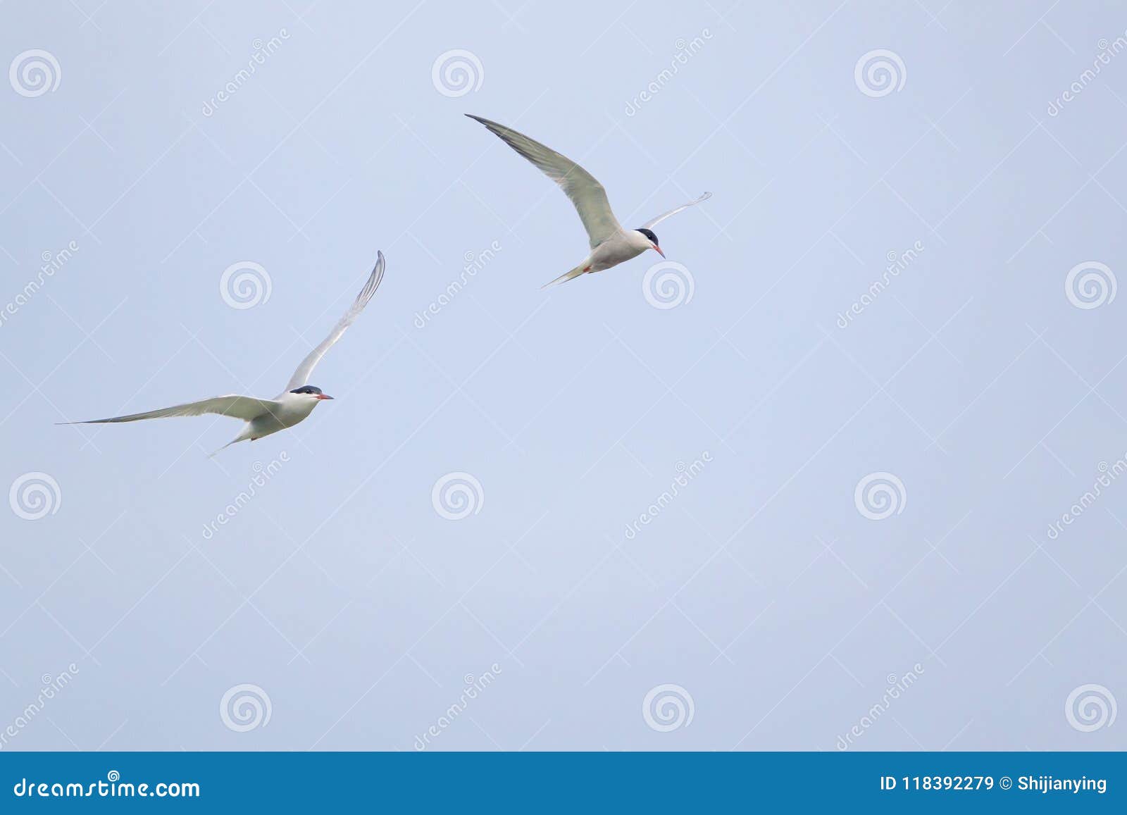 Common tern stock image. Image of closeup, hirundo, wildlife - 118392279