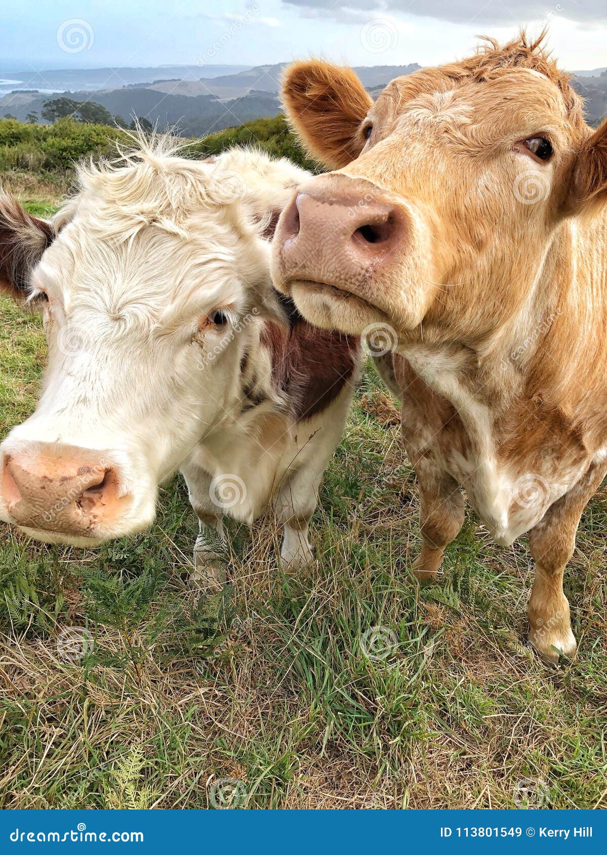 Close Up of Cows Looking at Camera Stock Image - Image of country ...