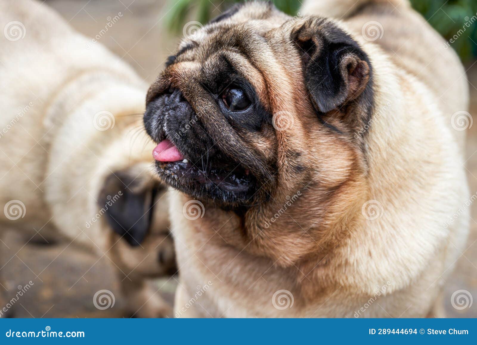 Close-up of Two Cute Pugs Outdoors Stock Photo - Image of carnivore ...
