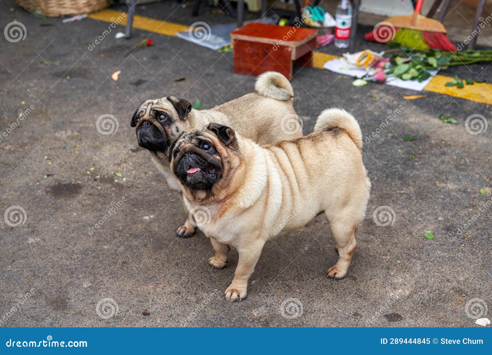 Close-up of Two Cute Pugs Outdoors Stock Image - Image of close, grey ...