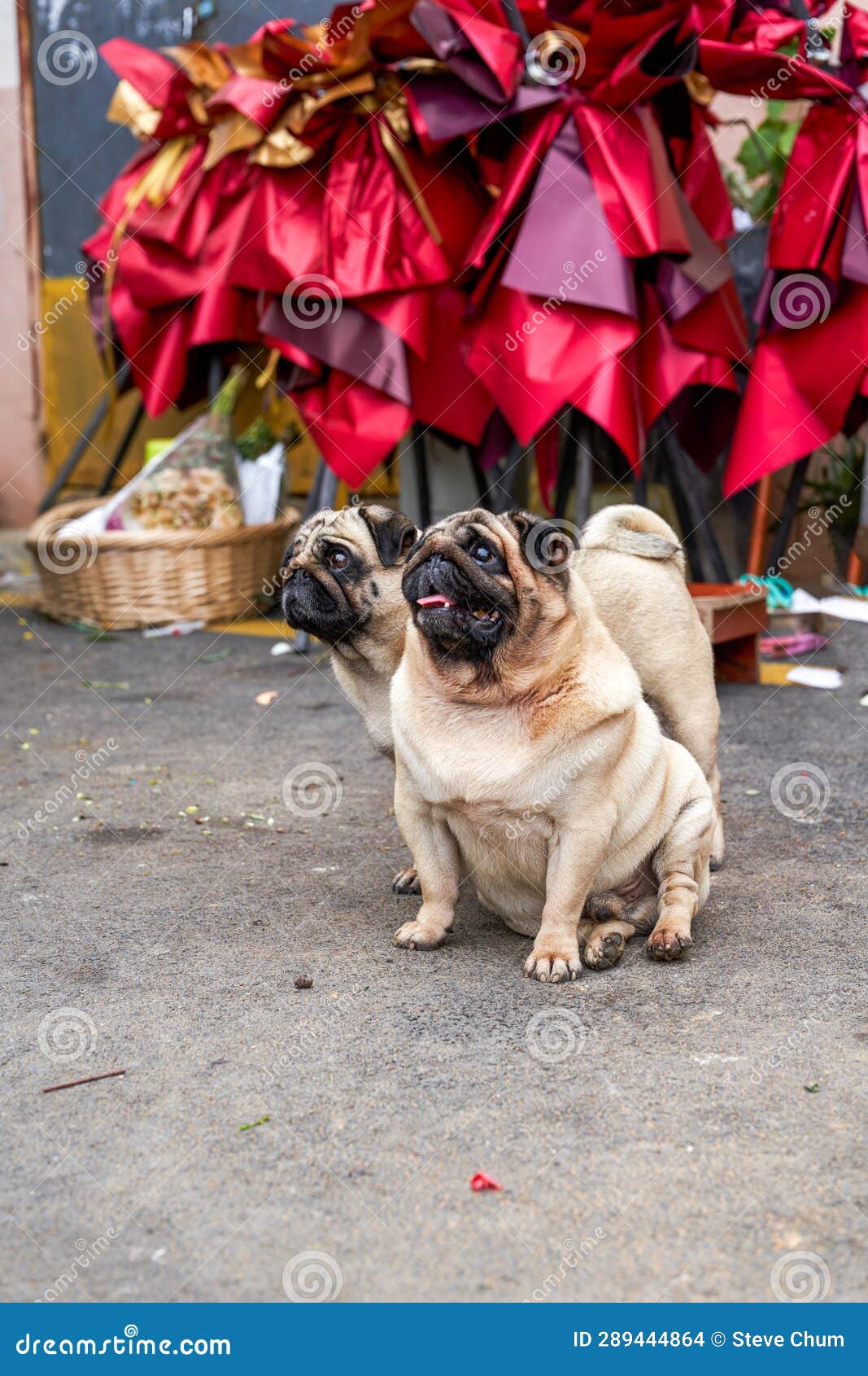 Close-up of Two Cute Pugs Outdoors Stock Photo - Image of retriever ...