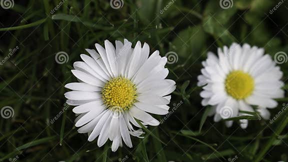 Close Up of Two Daisy in Garden Stock Image - Image of herb, beauty ...