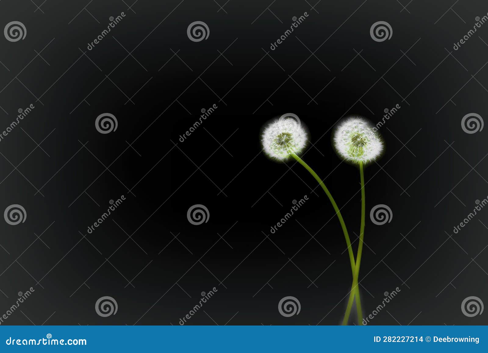 Close Up of Two Dandelions in Seed Cycle with Copy Space Stock Photo ...