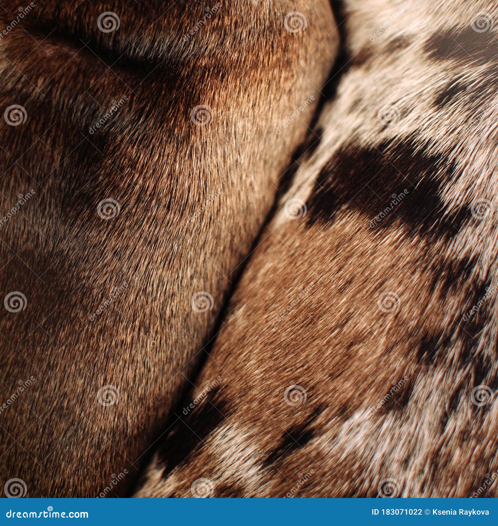 Close Up of Two Dogs Fur Pattern, Top View Stock Photo - Image of brown ...