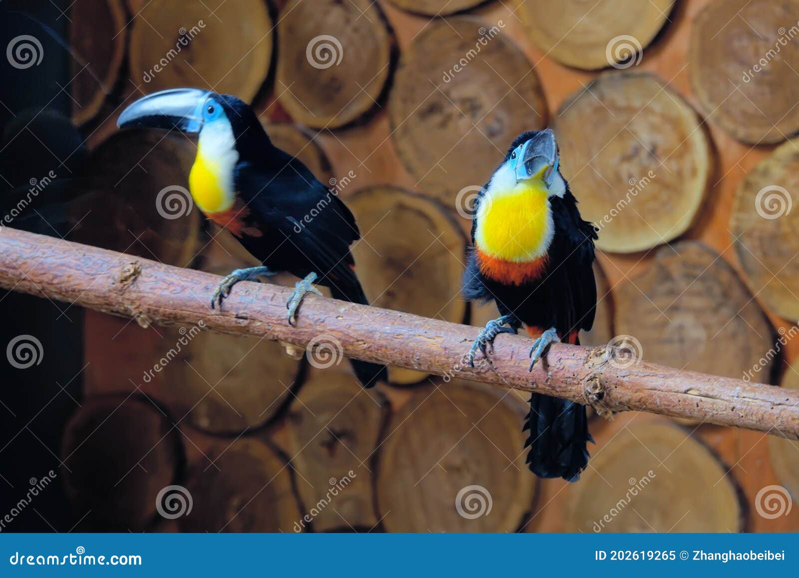 Droll Bird stock image. Image of bird, blue, birds, wildlife - 202619265