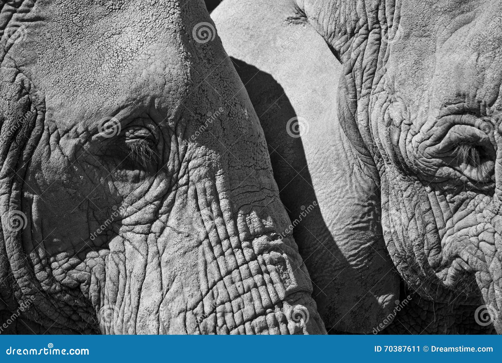 Close Up of Two Elephants Side by Side Stock Image - Image of wrinkeled ...