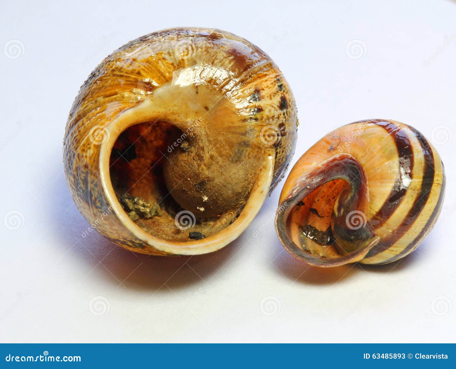 Close Up of Two Empty Snail Shells. Stock Image - Image of animal ...
