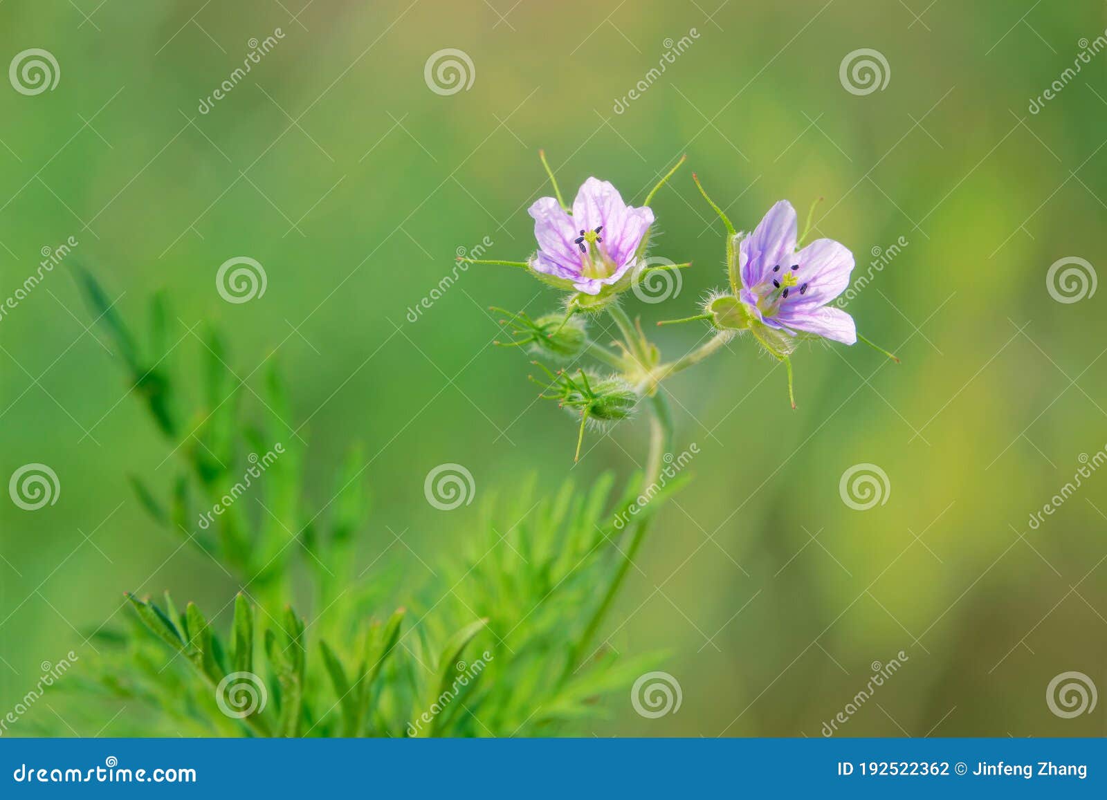 Erodium stephanianum stock photo. Image of herbaceous - 192522362