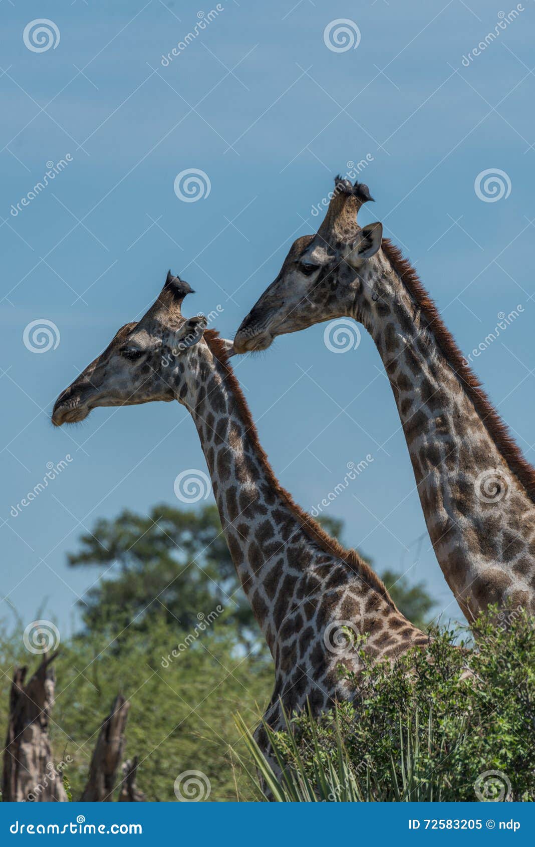 Close-up of Two Giraffe Side-by-side Above Trees Stock Image - Image of ...
