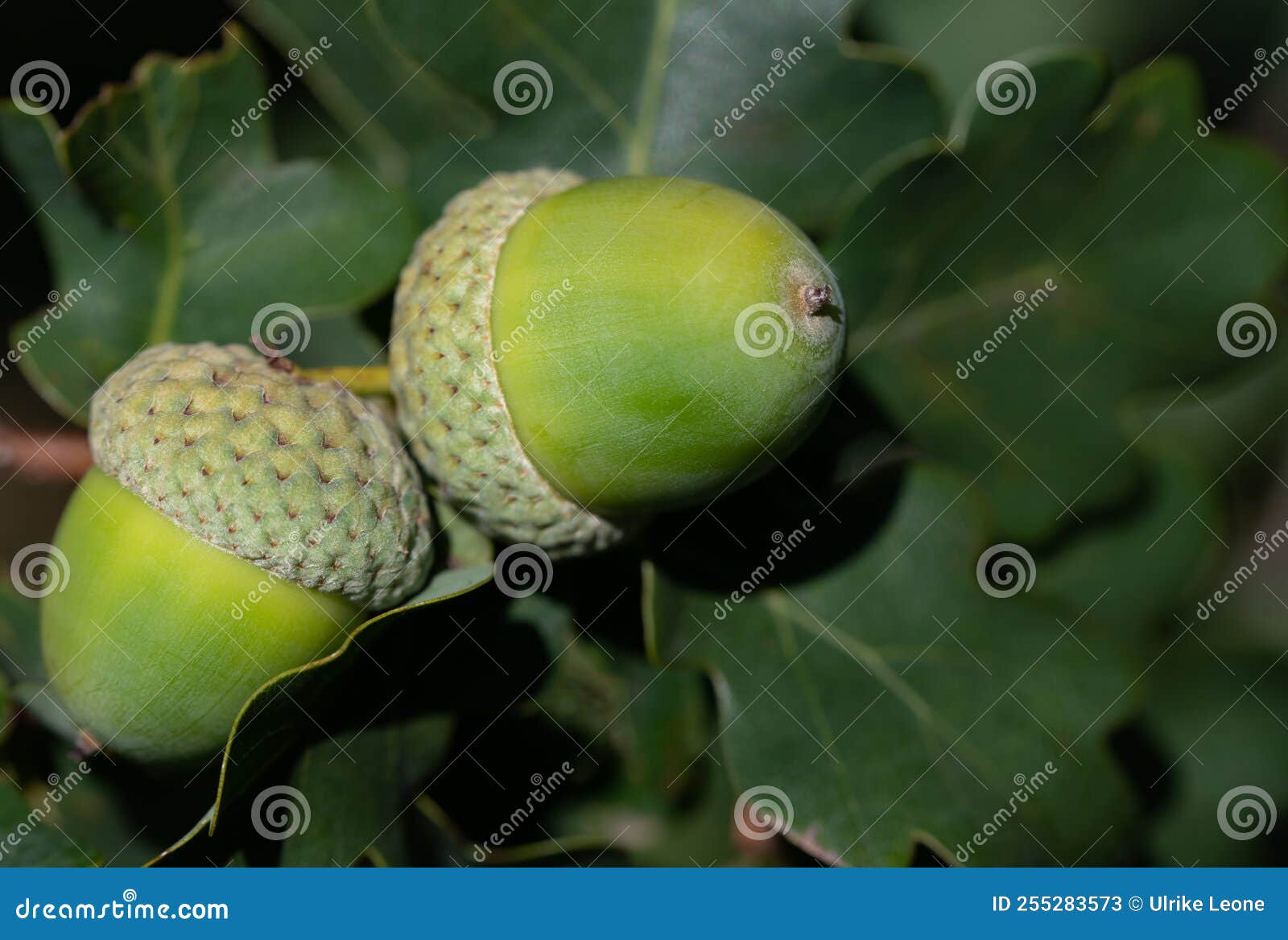 Close Up of Two Green Acorns Growing on Oak Tree. Green Leaves are in ...