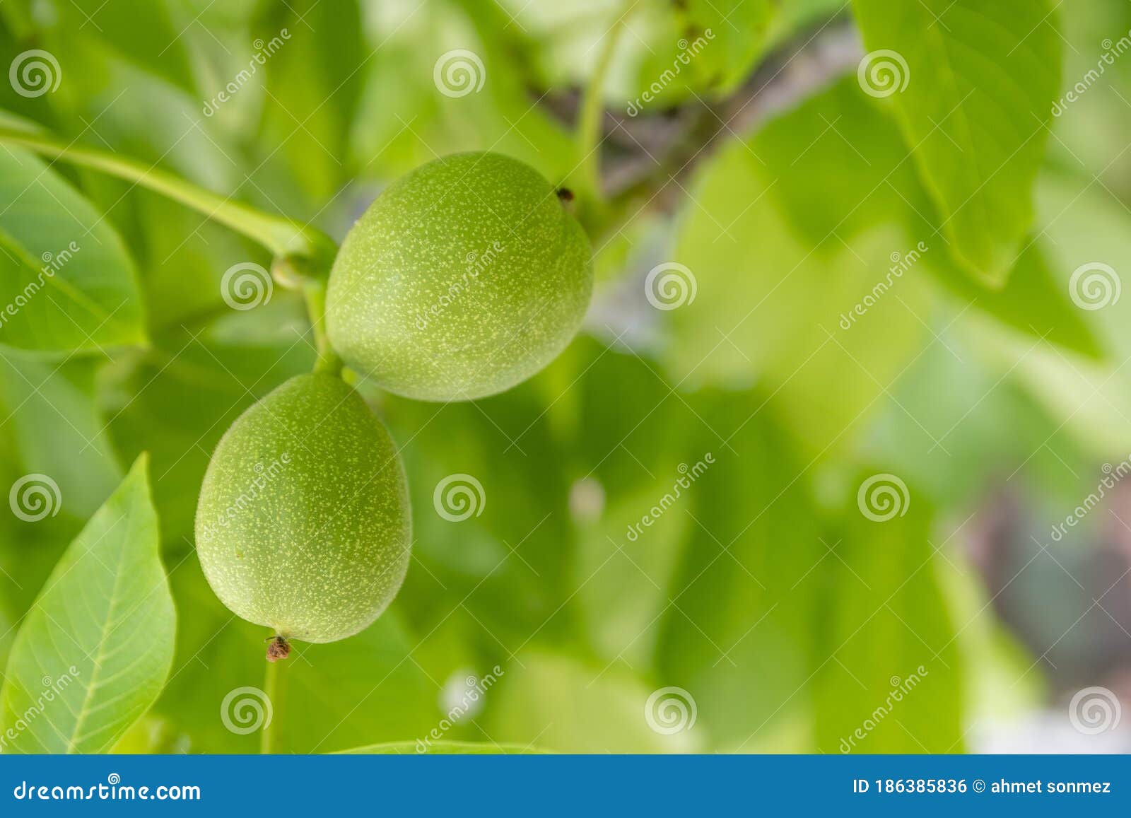 Close Up on 2 Two Green Raw Walnut Hanging on a Tree Branch. Detail on ...