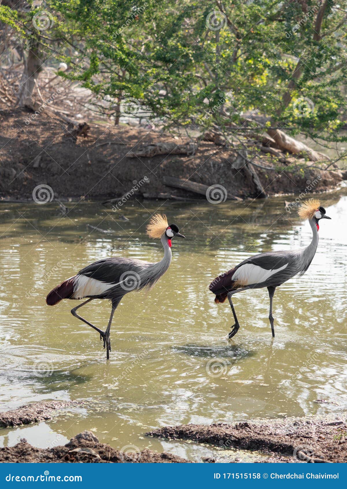 Close Up Two Grey Crowned Crane Walking in the Swamp Stock Photo ...