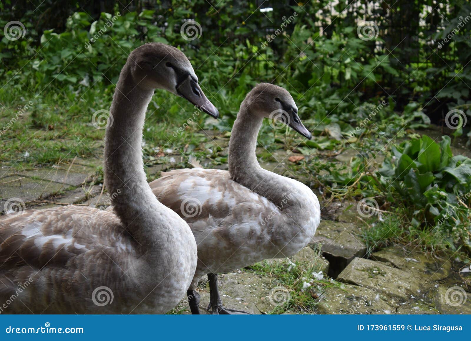 Swans stock image. Image of beauty, nature, majestic - 173961559