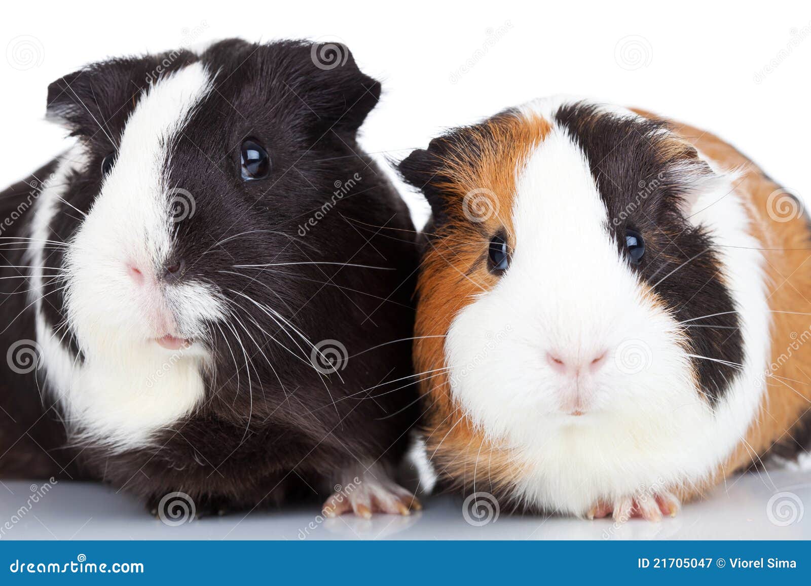 Close Up of Two Guinea Pigs Stock Image - Image of animals, brown: 21705047