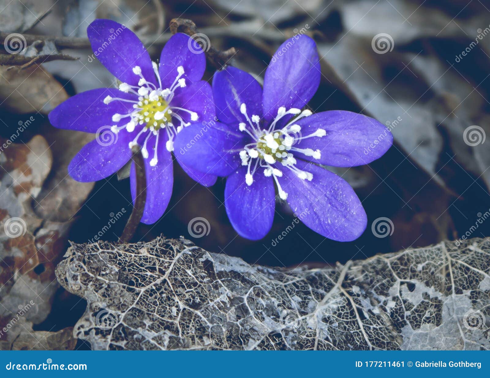 Close-up of Two Hepatica Flowers. Stock Image - Image of protected ...