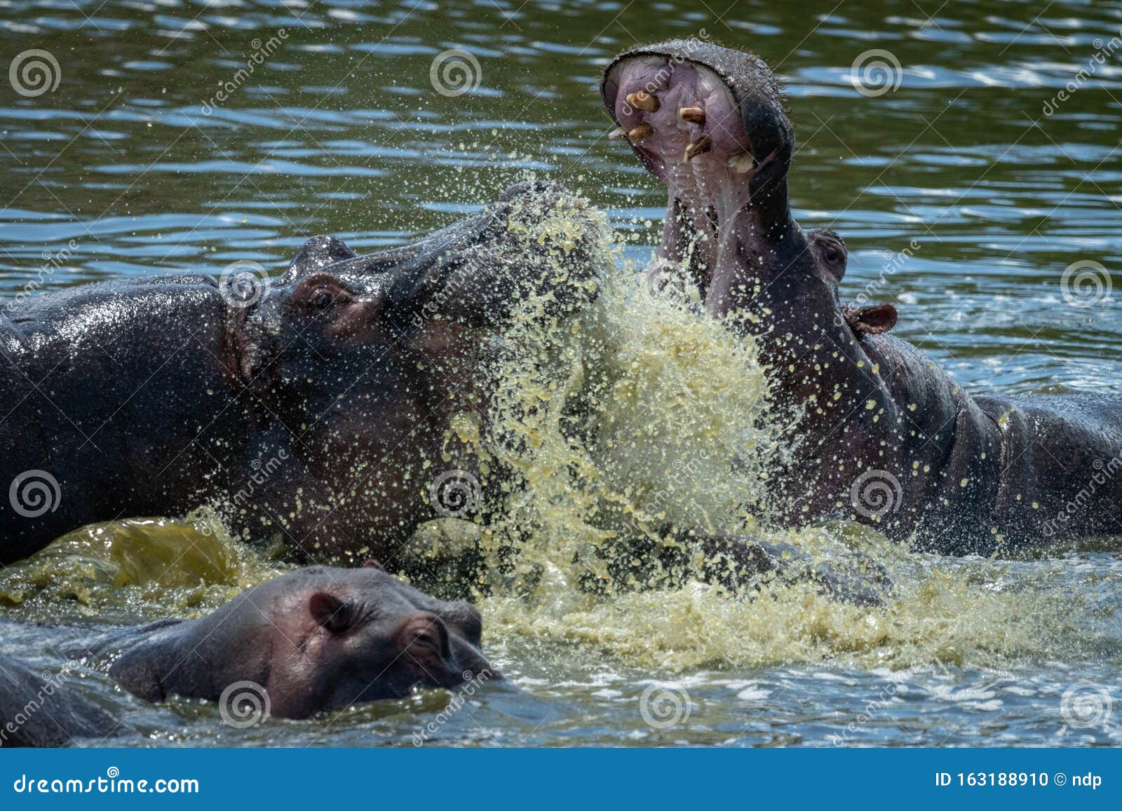 Close-up of Two Hippo Splashing Each Other Stock Photo - Image of ...