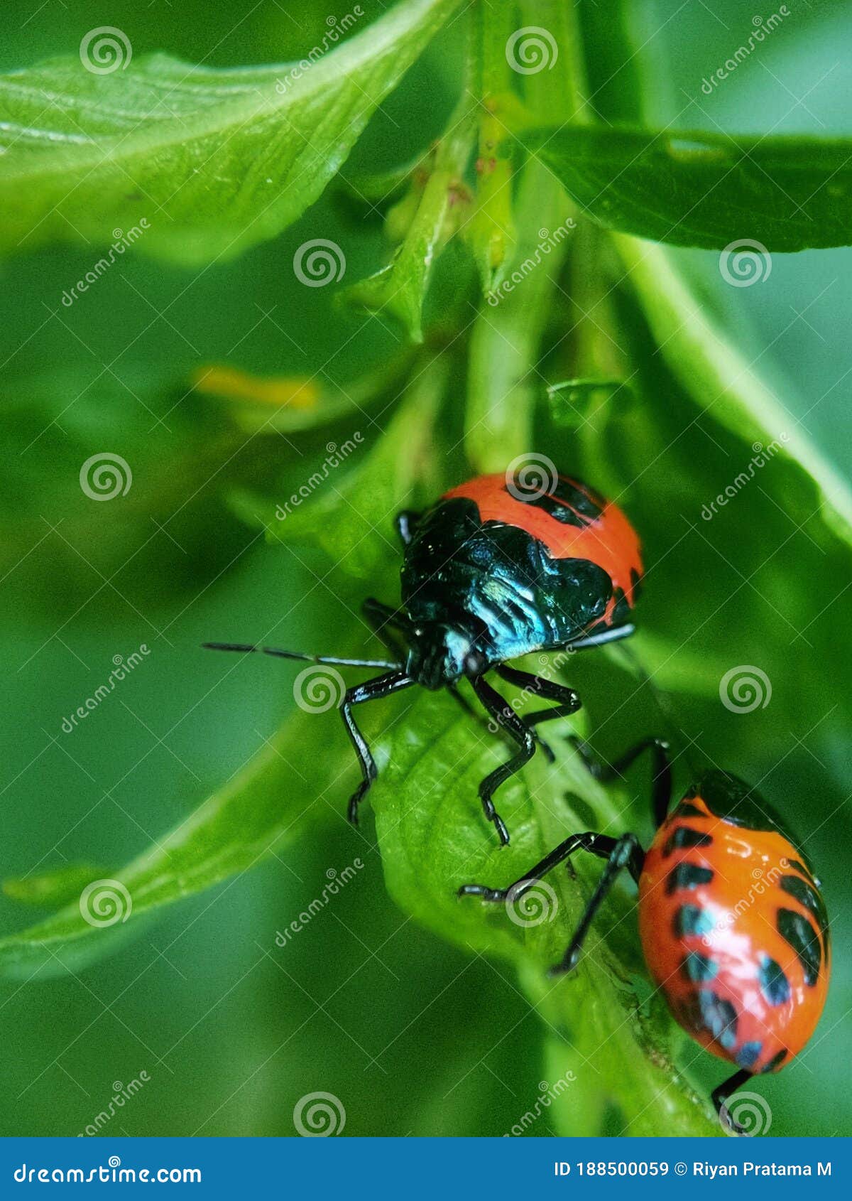 Close Up Two Insect or Bugs Above on Green Leaves Stock Image - Image ...