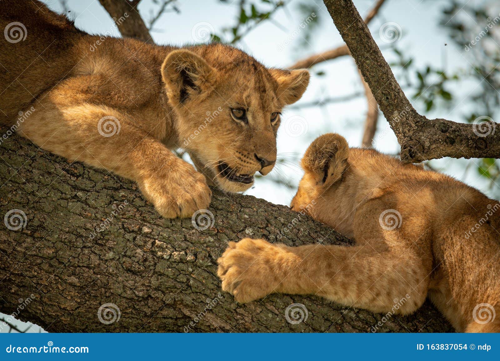 Close-up of Two Lion Cubs on Bough Stock Photo - Image of drive ...