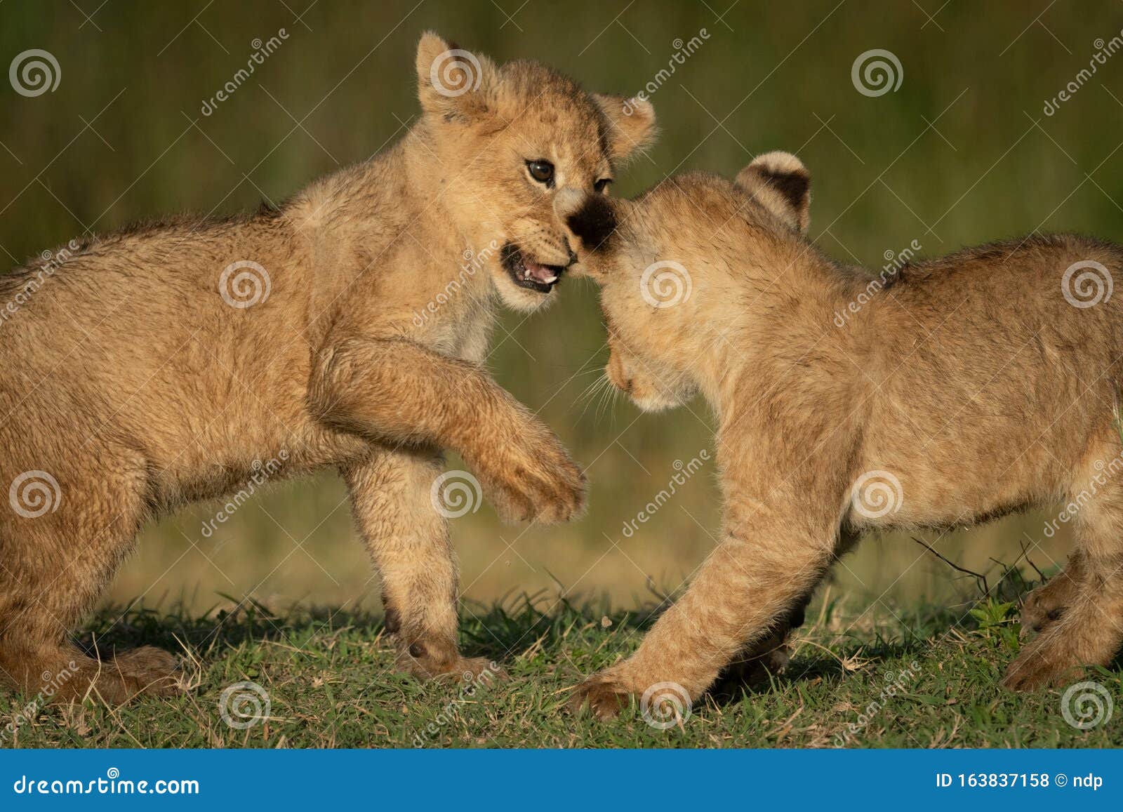 Close-up of Two Lion Cubs Playing Together Stock Photo - Image of lion ...