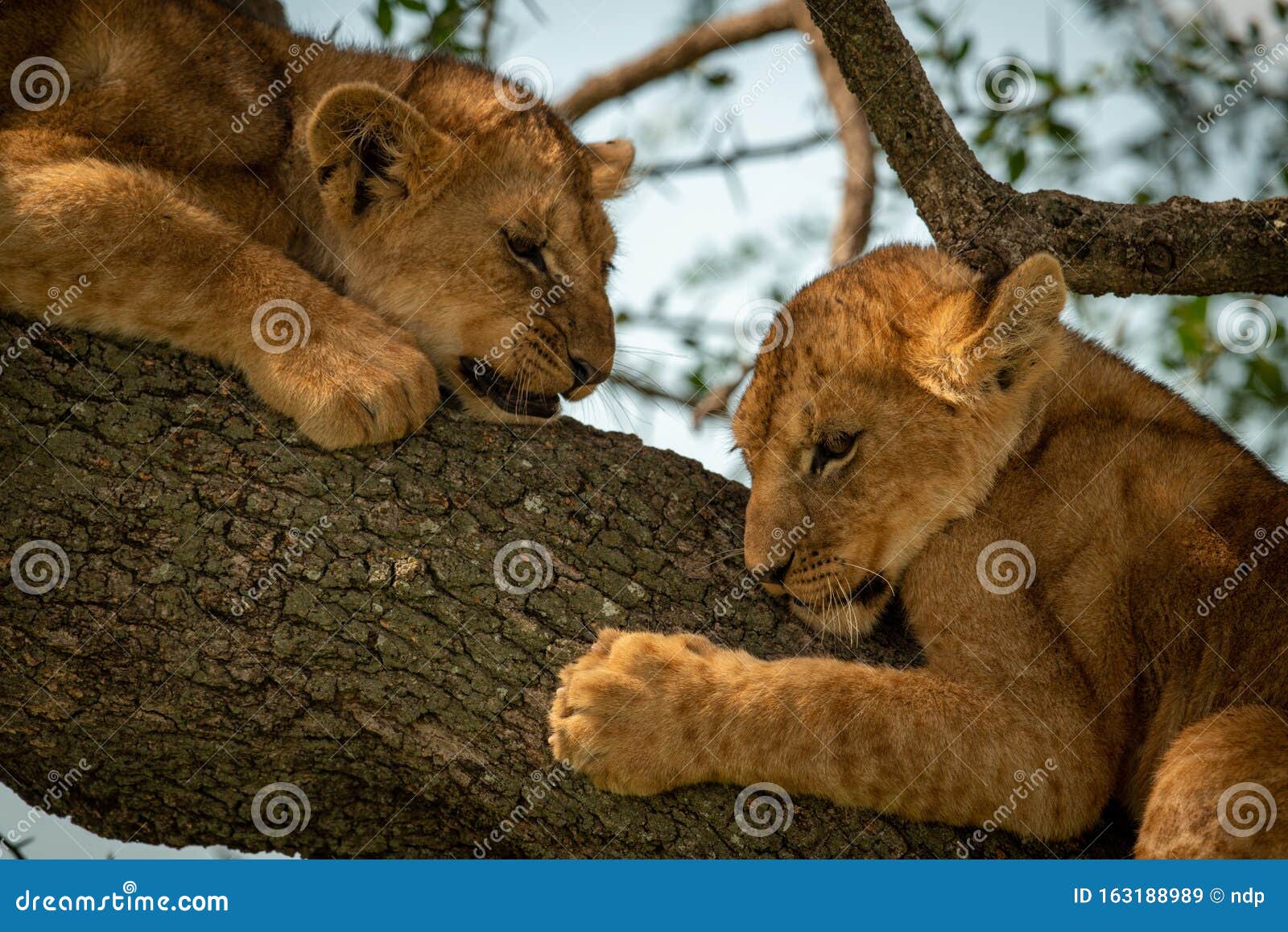 Close-up of Two Lion Cubs in Tree Stock Image - Image of close, animal ...