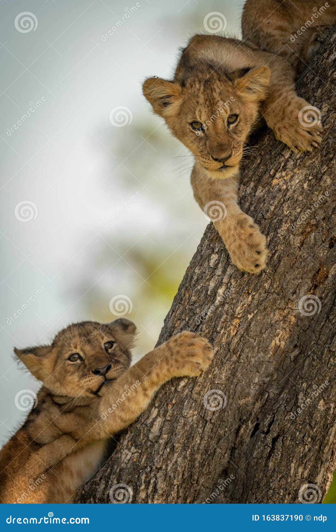 Close-up of Two Lion Cubs on Tree Stock Photo - Image of savannah ...