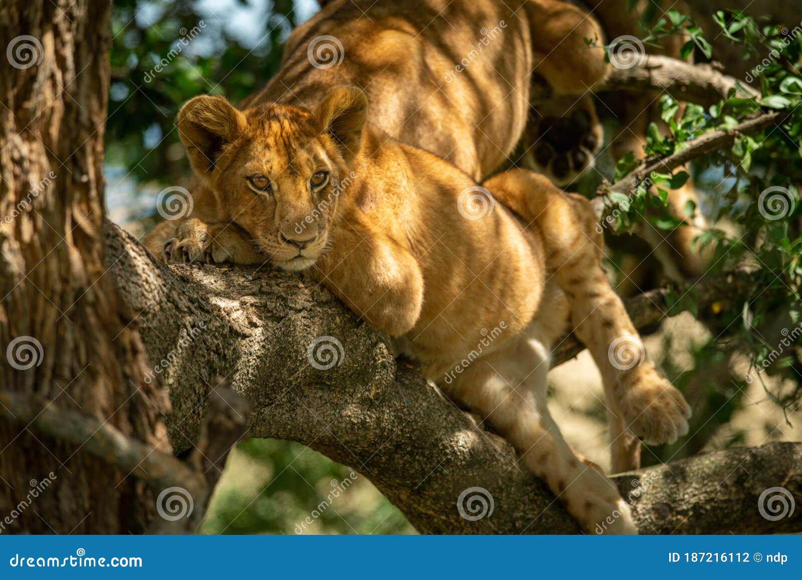 Close-up of Two Lion Cubs in Trees Stock Photo - Image of carnivore ...