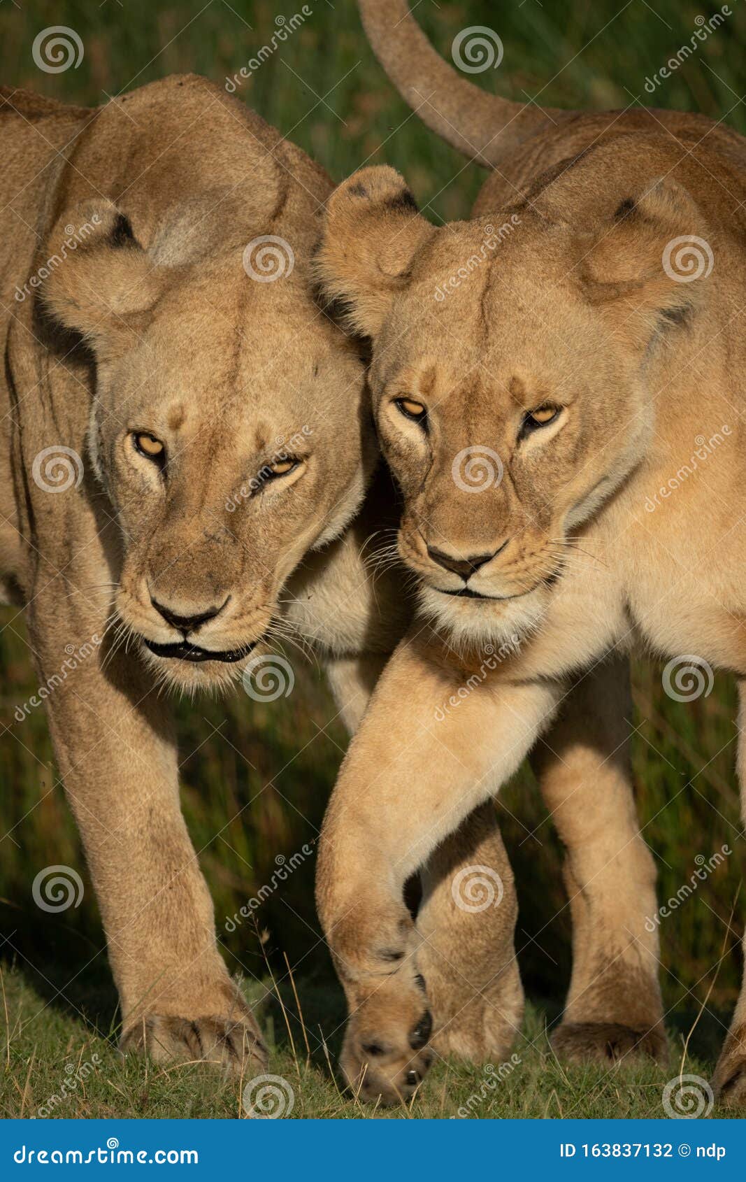 Close-up of Two Lionesses Walking on Grass Stock Photo - Image of pair ...