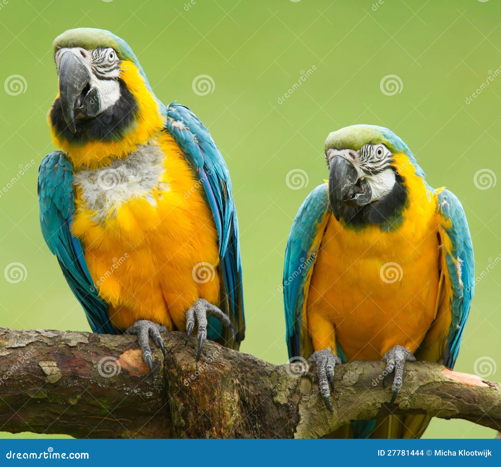 Close-up of Two Macaw Parrots Stock Photo - Image of jungle, timber ...