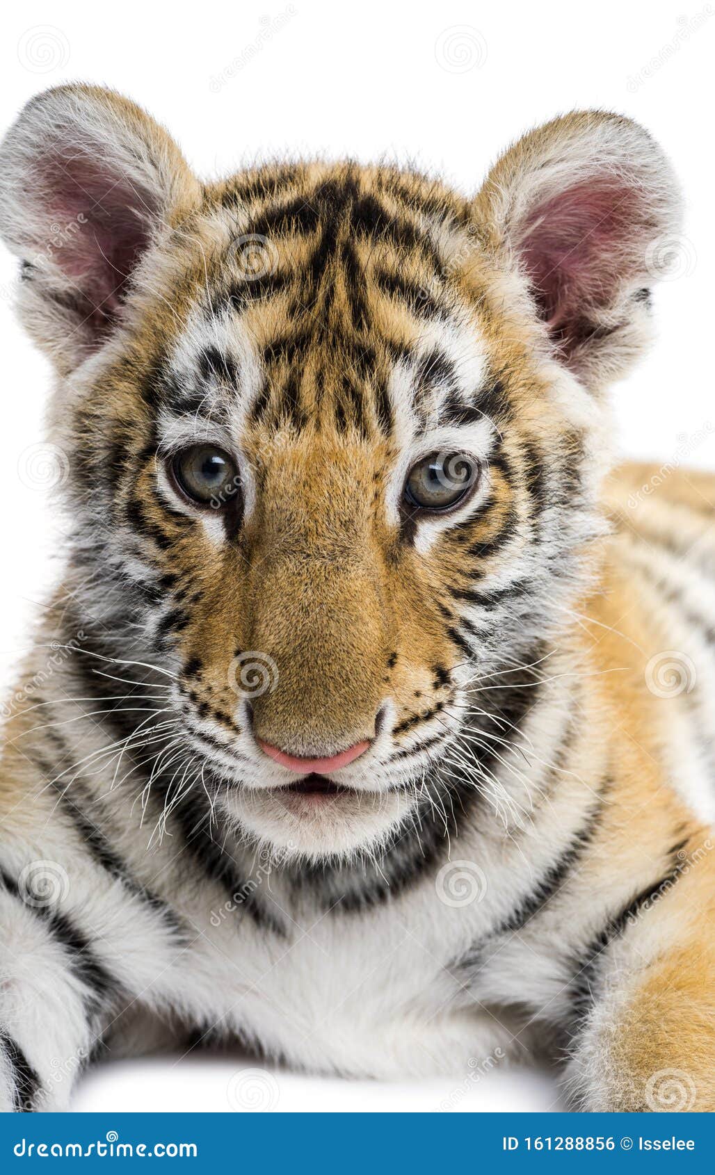 Vertical Black Tiger Head Shot Photos Photos - Free & Royalty-Free ...