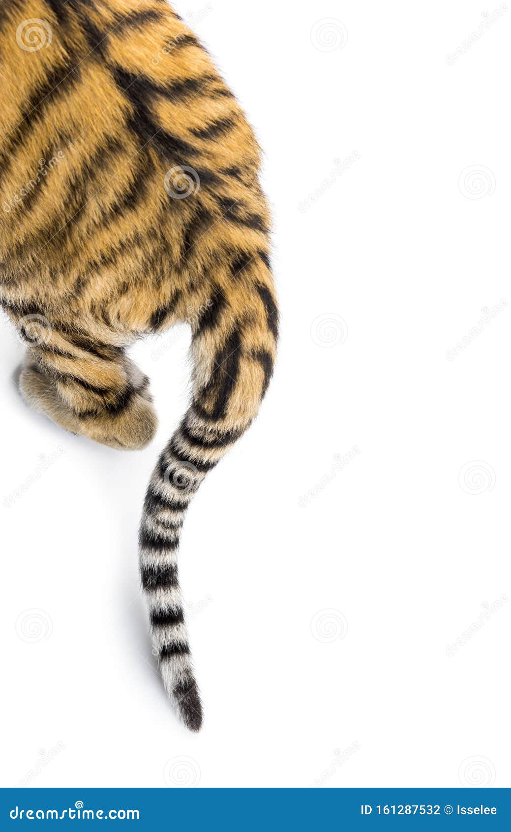 Close Up of Two Months Old Tiger Cubs Tail, Isolated on White Stock ...