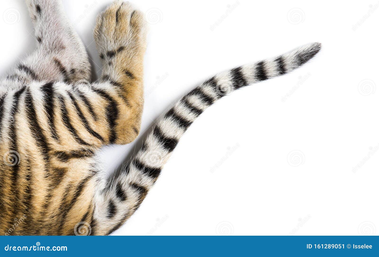 Close Up of Two Months Old Tiger Cubs Tail in White Studio Stock Image ...