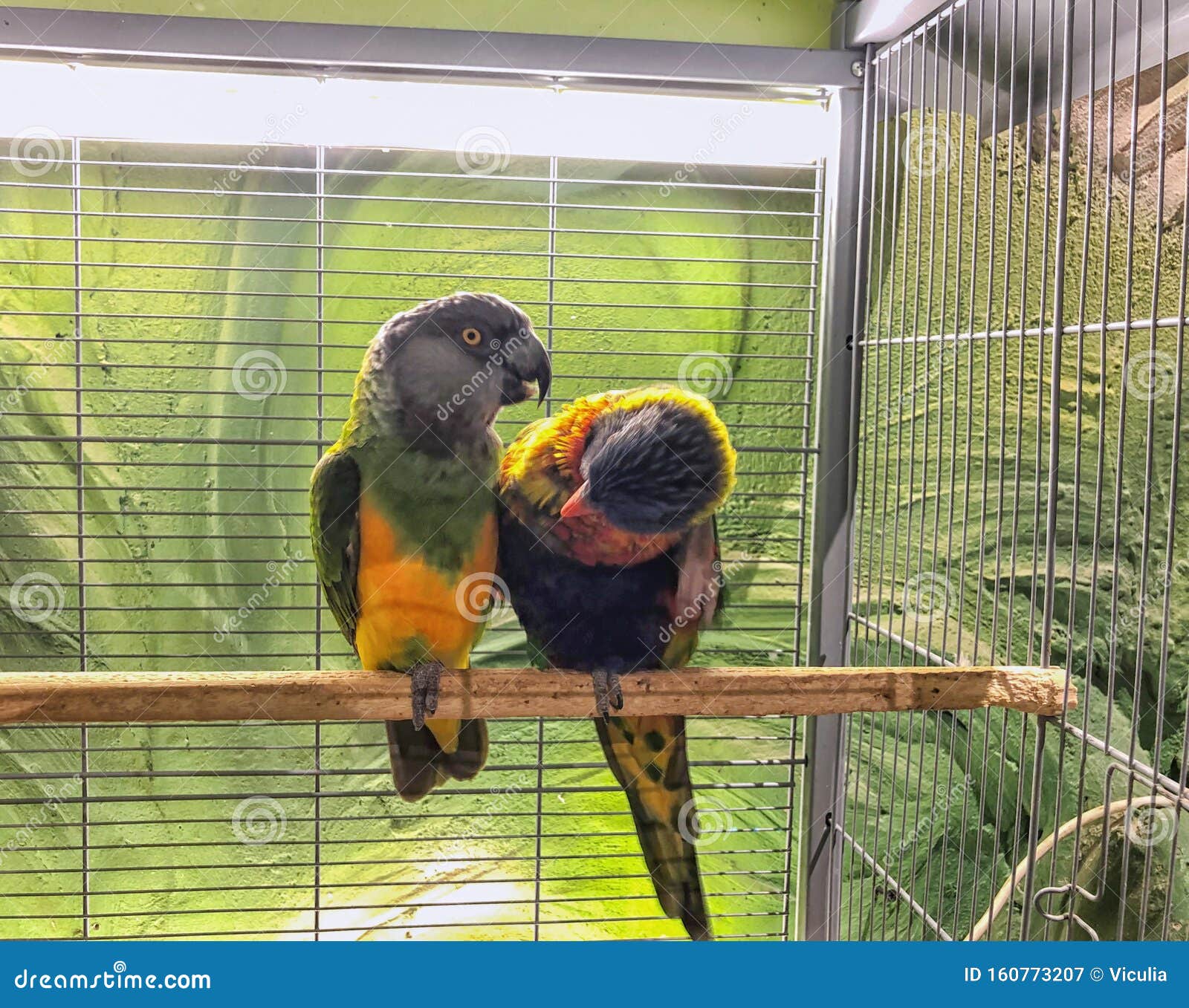 Close-up of Two Multi-colored Beautiful Parrots Sitting Together on a ...
