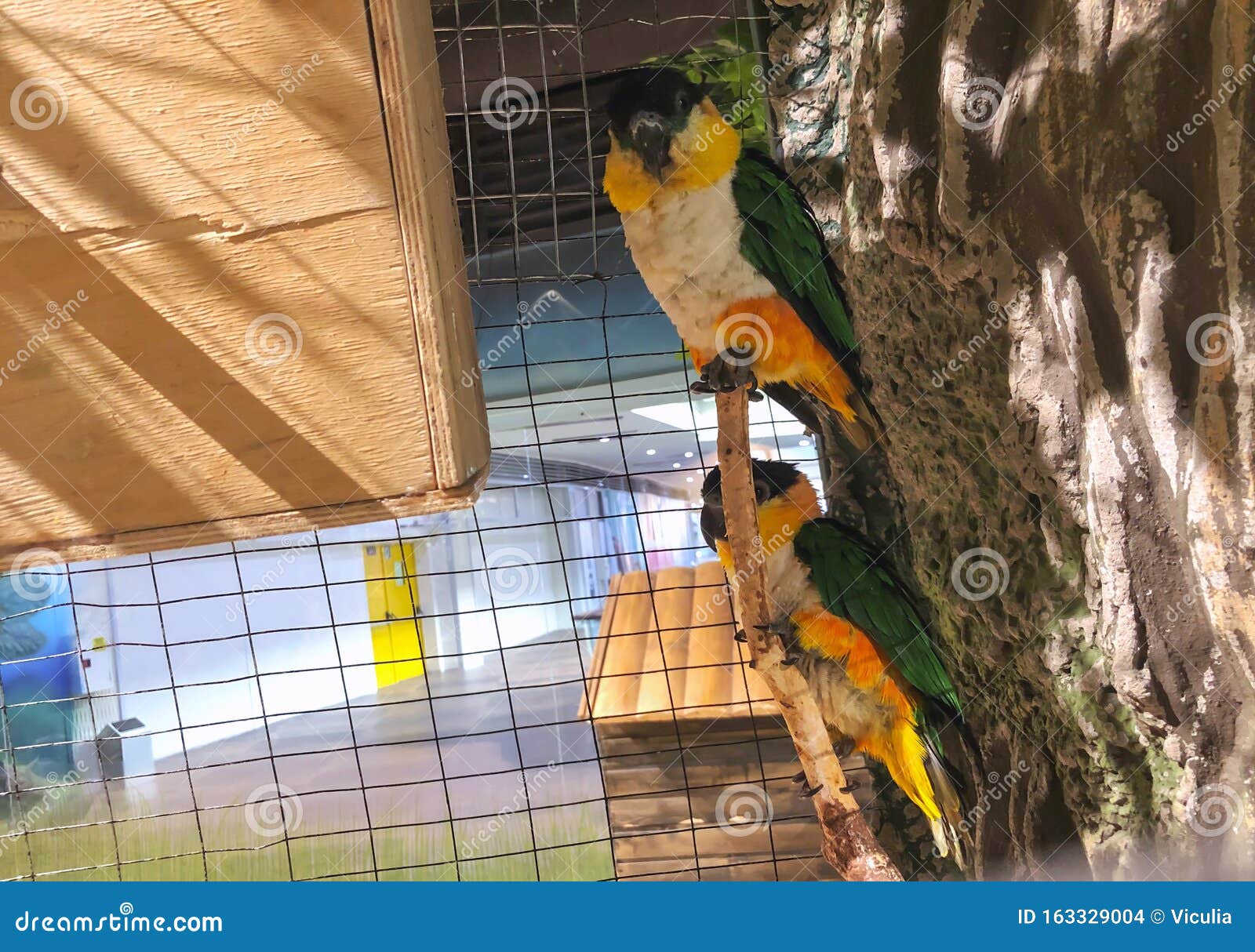 Close-up of Two Multi-colored Beautiful Parrots Sitting Together on a ...