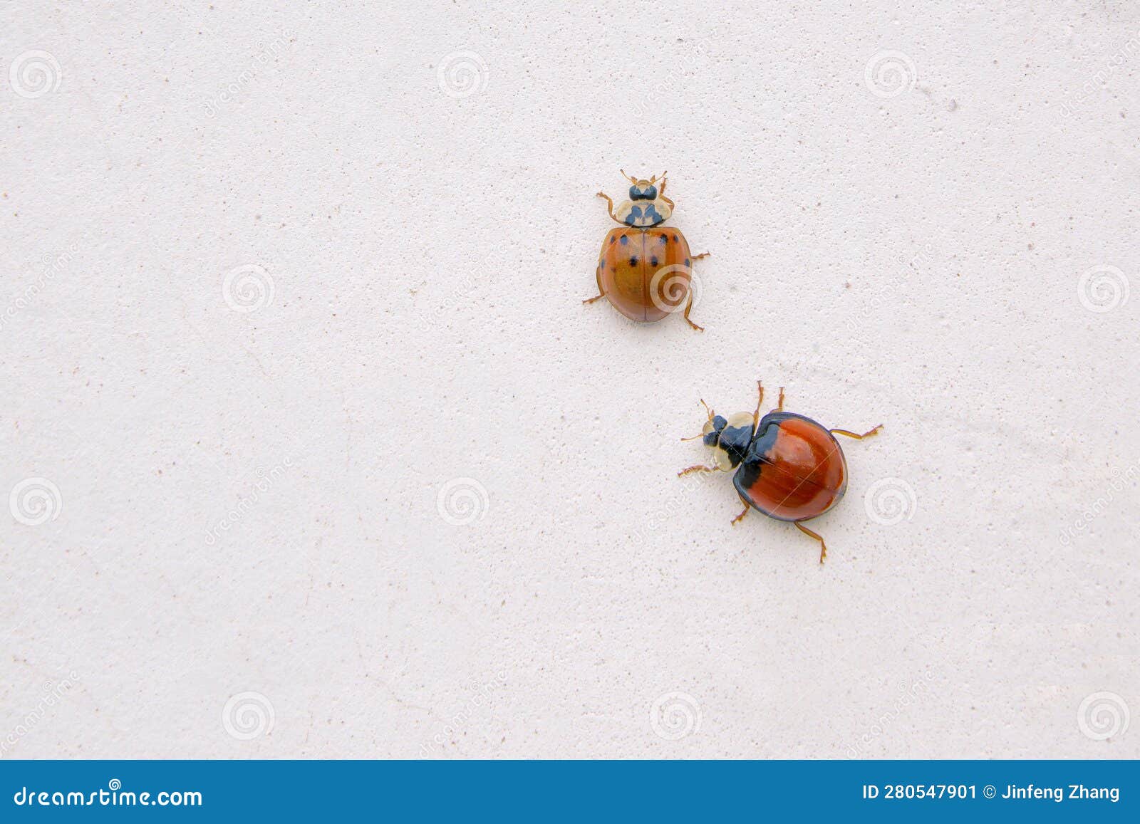 Ladybug stock image. Image of ladybug, ladybugs, nature - 280547901