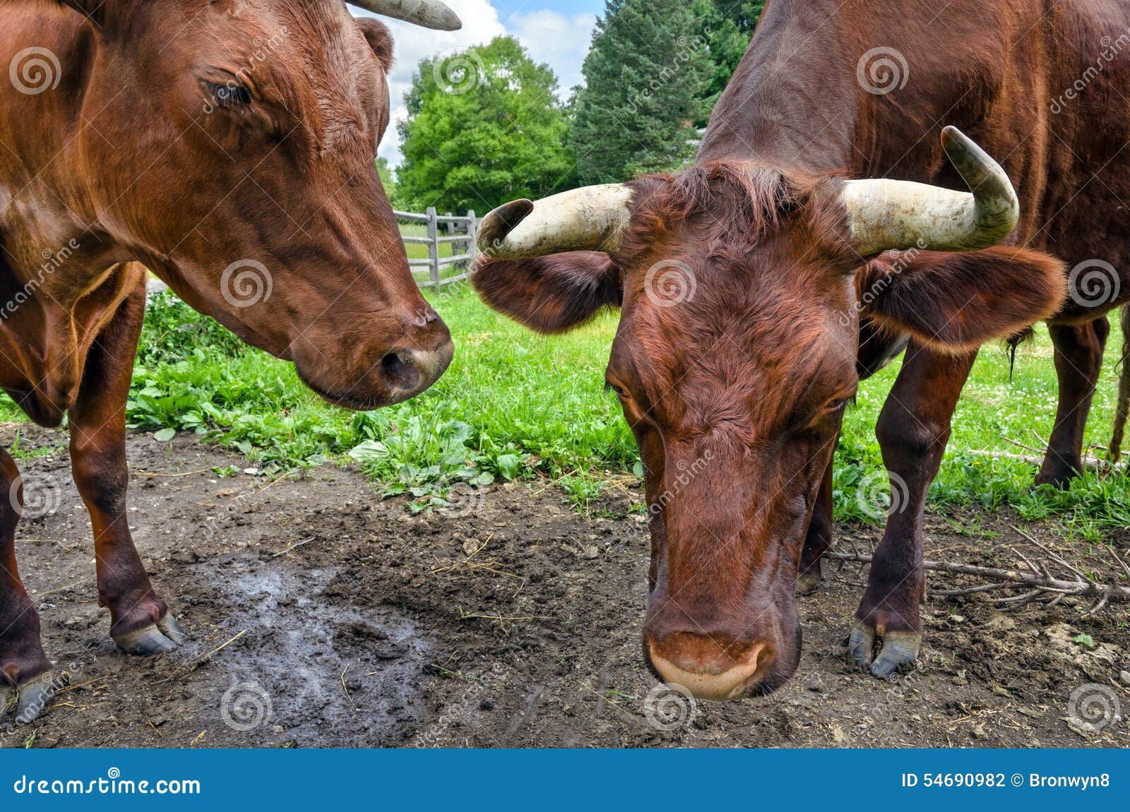 Close up of Two Oxen stock photo. Image of horizontal - 54690982